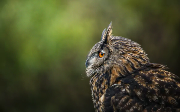 Eurasian Eagle-owl 8k Wallpapers