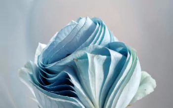 Blue Rose Wallpaper Windows 4,791 Blue Rose Reflection Stock Photos