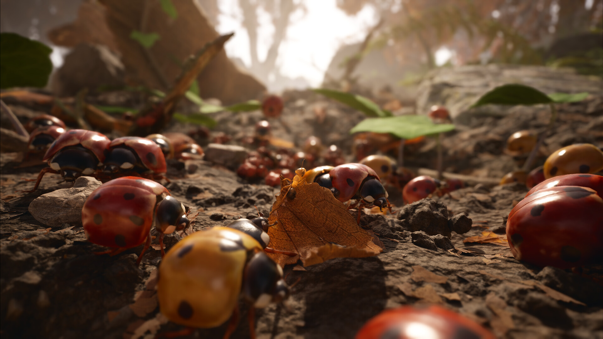 Empire of the Ants Ladybug HD Wallpaper