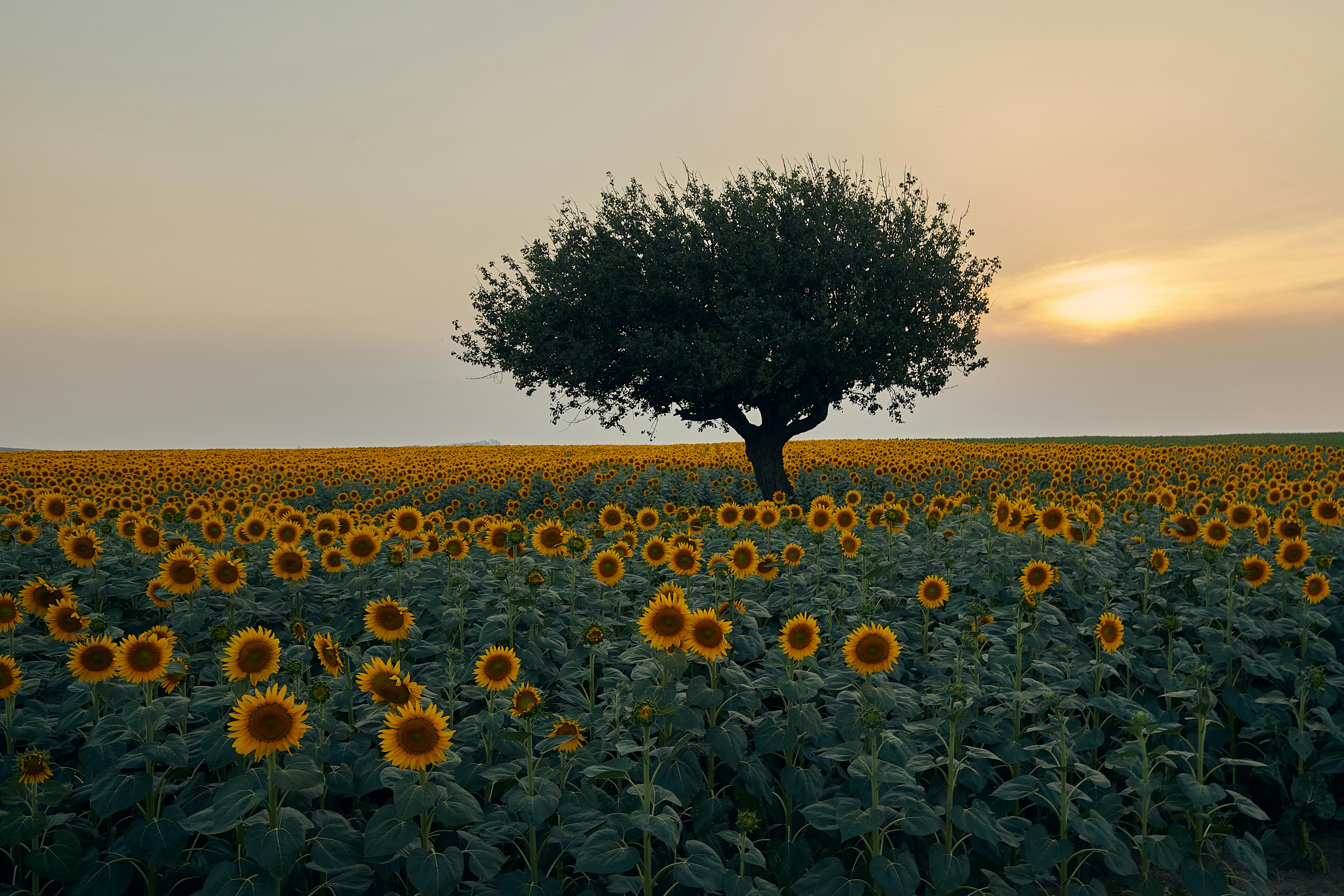 Download Landscape Sunset 4k Ultra HD Wallpaper
