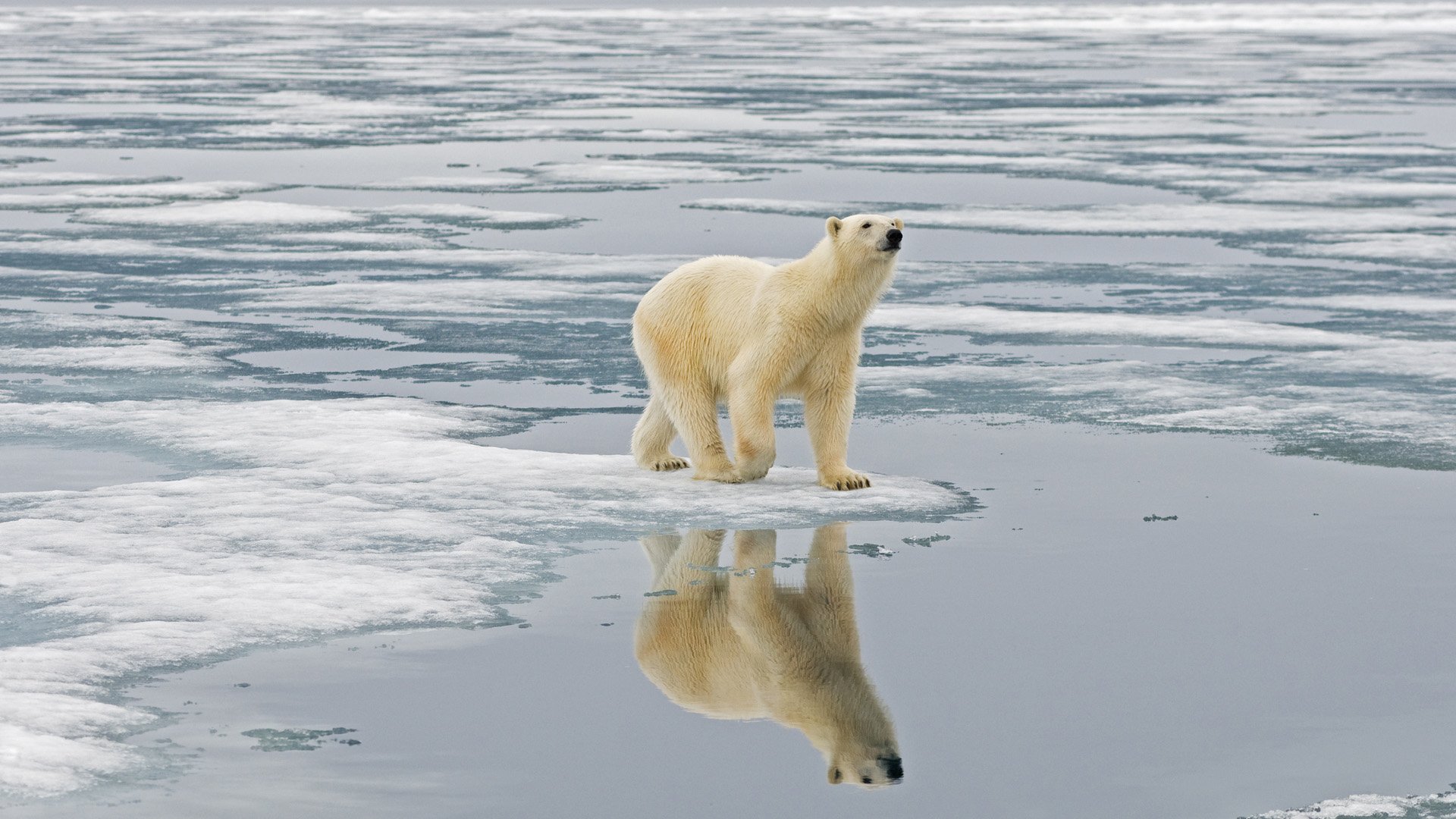Stunning Polar Bear Reflection - HD Wallpaper