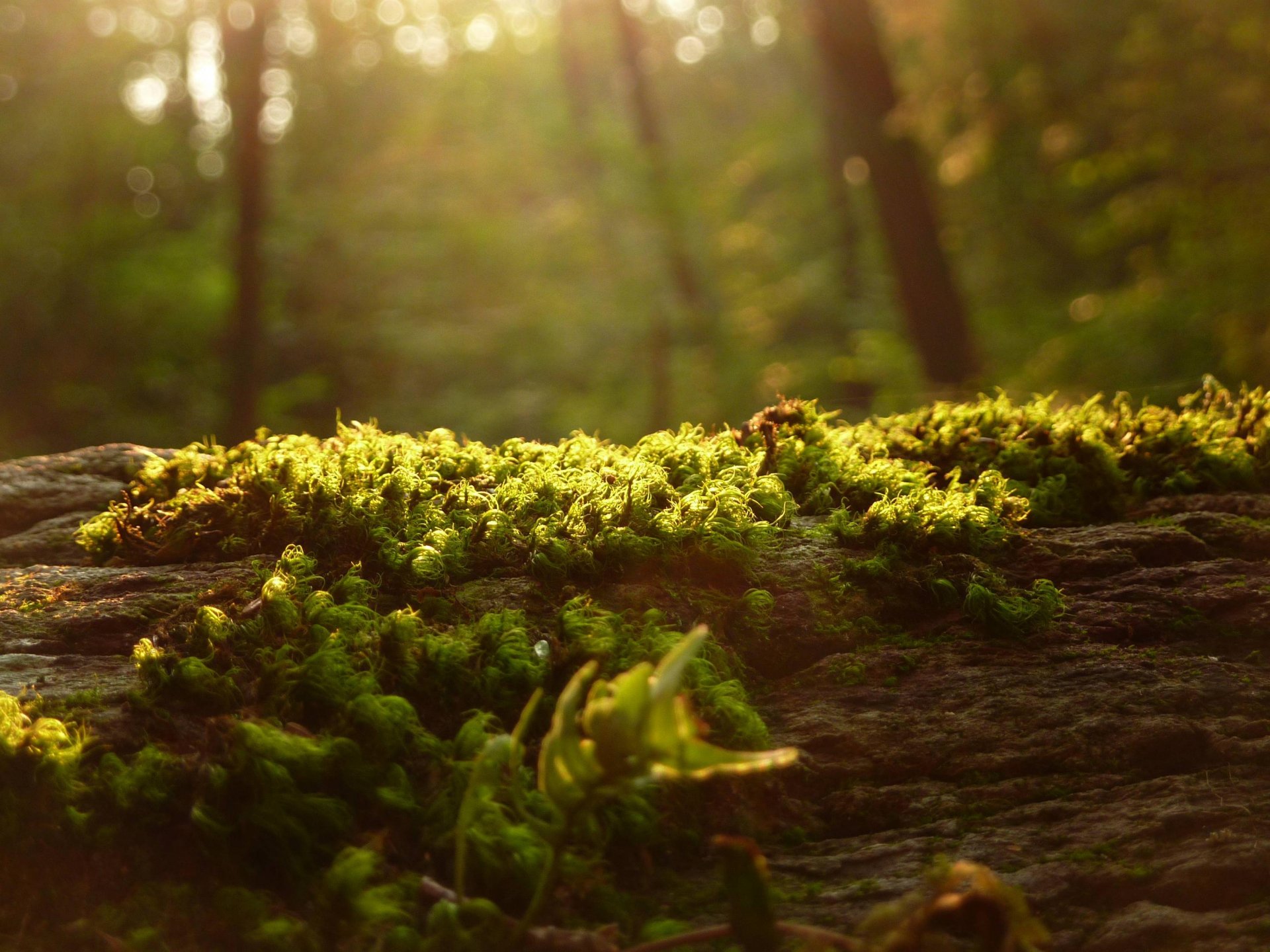 Download Nature Close-up HD Wallpaper