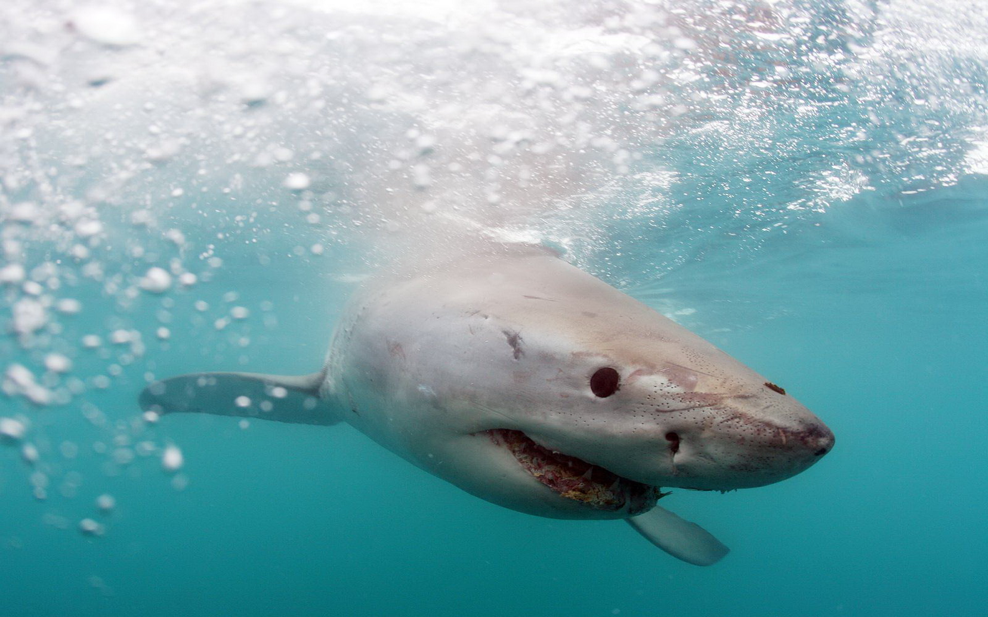 Download Animal Shark HD Wallpaper