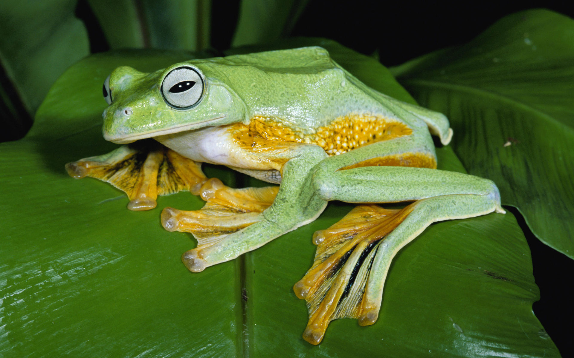 Vibrant Green Frog HD Wallpaper - Nature’s Amphibian Beauty