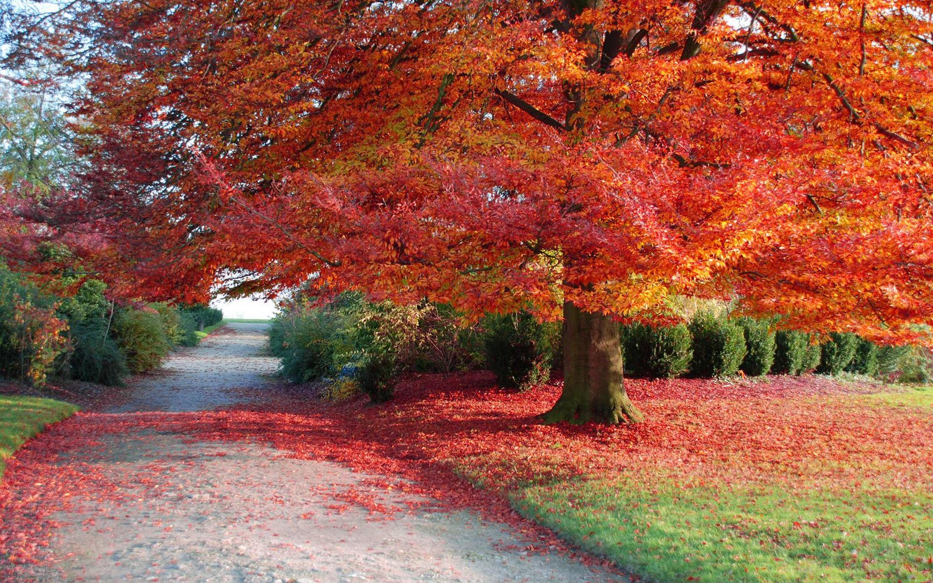 Autumn's Crimson Canopy — Nature HD Wallpaper
