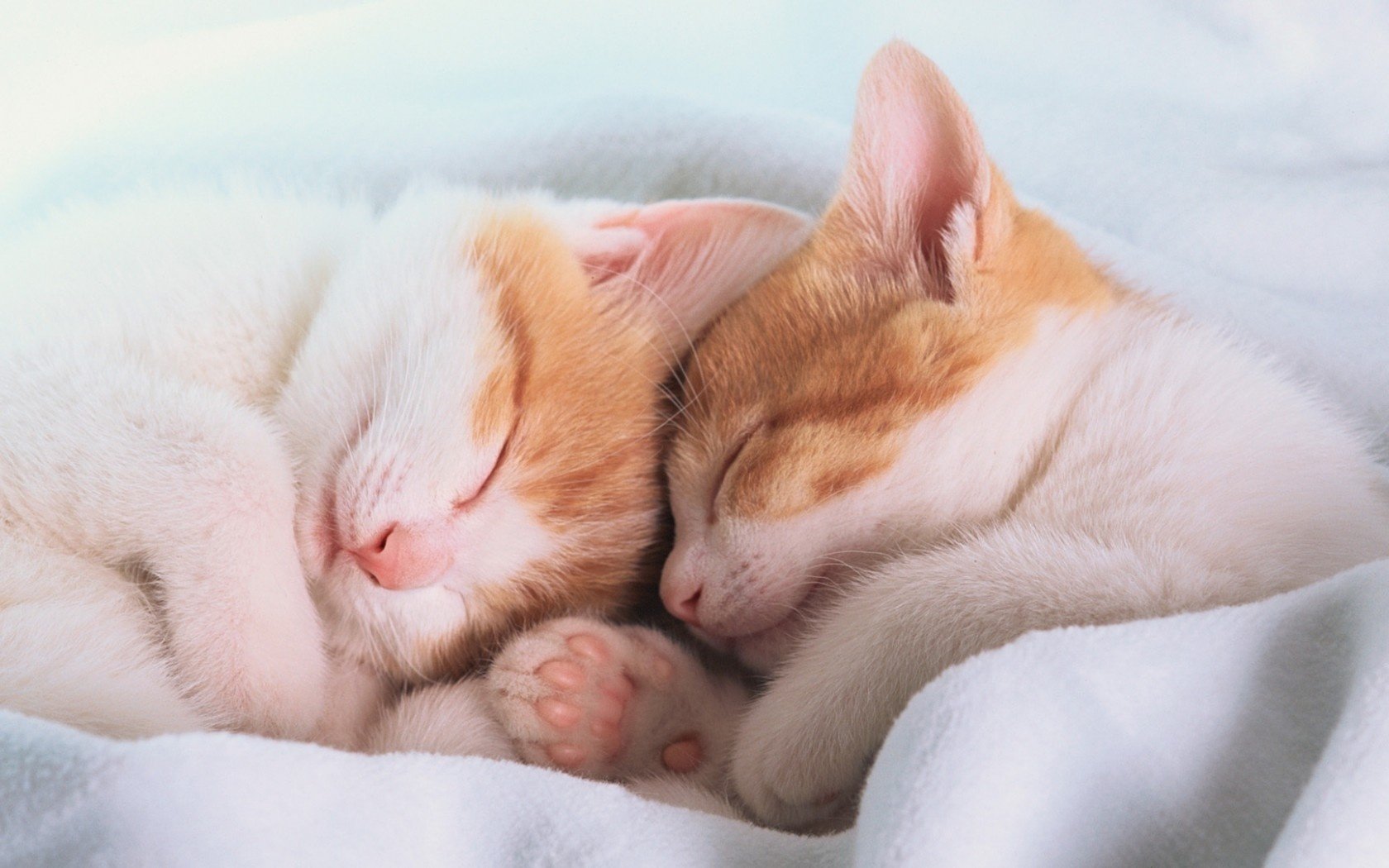 Adorable Sleeping Cats - HD Wallpaper