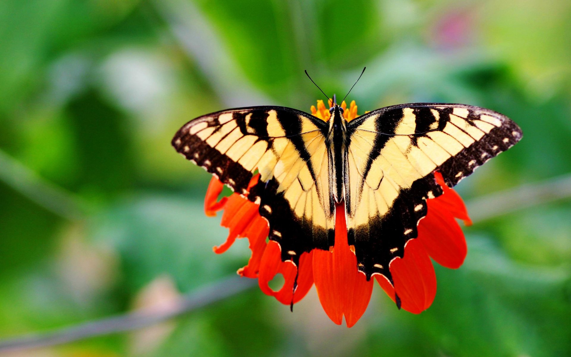 Majestic Butterfly HD Wallpaper: Nature's Vibrant Beauty in Flight ...