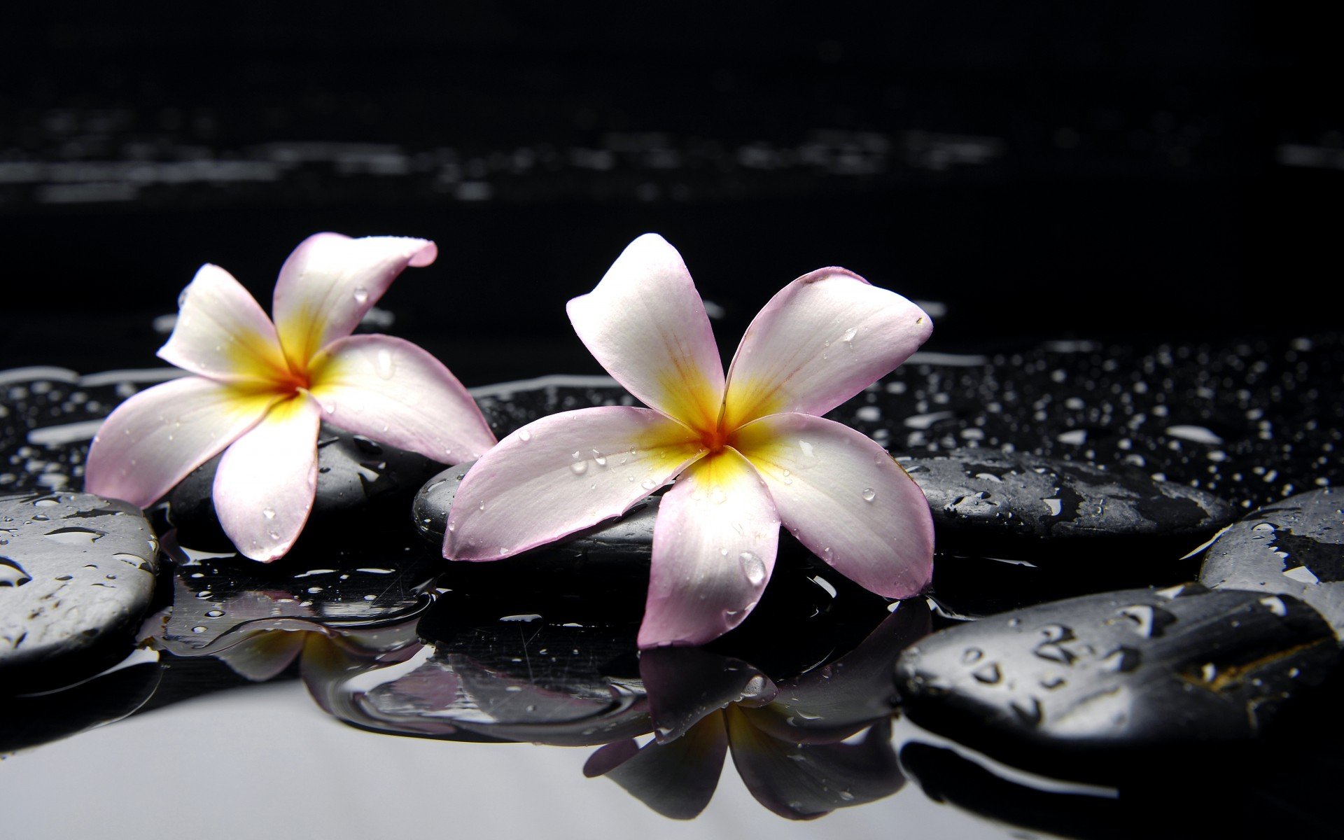 Frangipani Serenity: Nature’s Elegant Blossom in HD