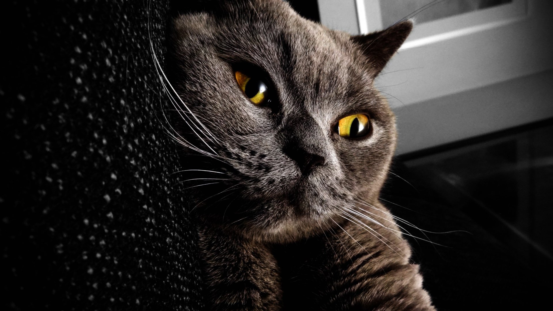 2K Quad HD Amber-Eyed Grey Cat Wallpaper
