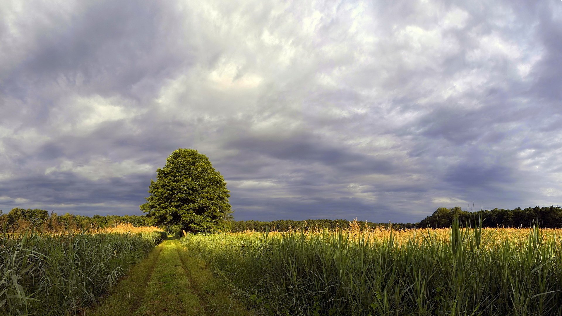 Download Nature Landscape HD Wallpaper | 1920x1080 | Wallpaper Abyss