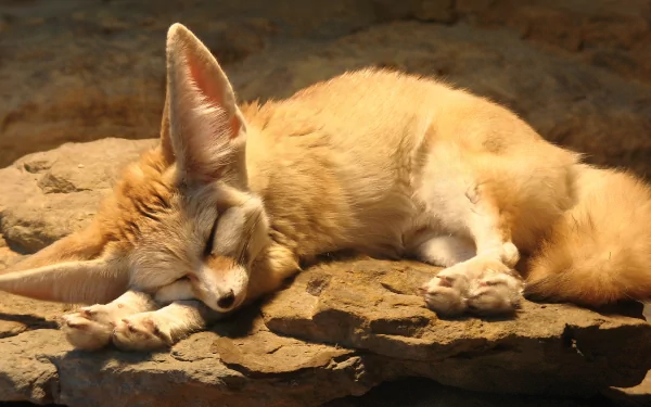 Fennec Fox 4K Ultra HD Wallpaper