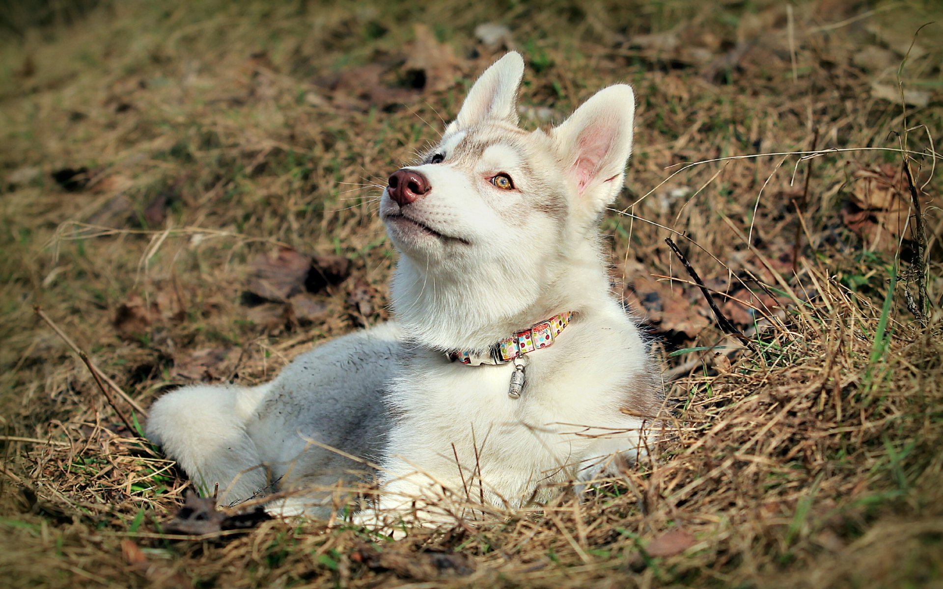 HD Wallpaper of a Relaxed Husky in Nature