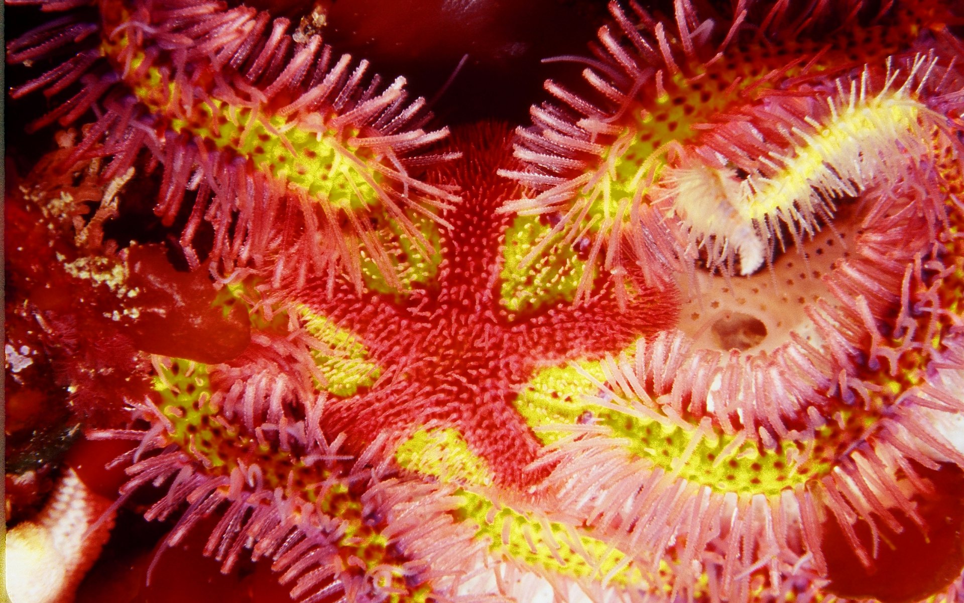 Download Animal Starfish HD Wallpaper | 2560x1600 | Wallpaper Abyss