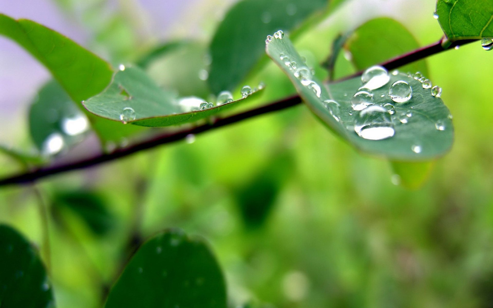 Download Nature Branch HD Wallpaper