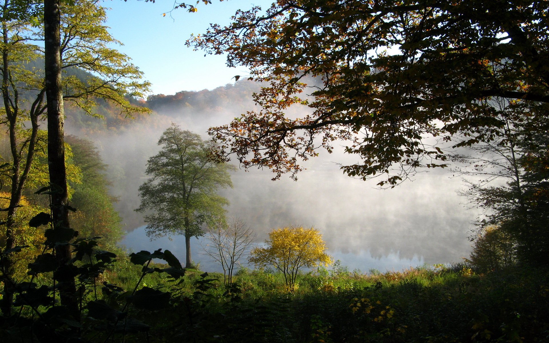HD Forest Reverie: Mist Over the Lake