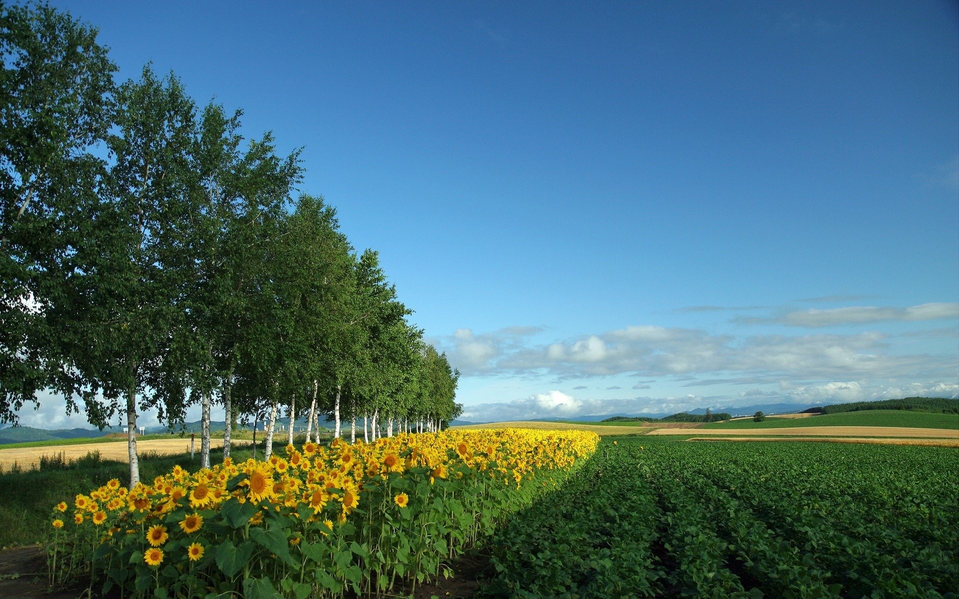 Golden Sunflower Horizon — HD Nature Wallpaper | 1920x1200 | Wallpaper ...