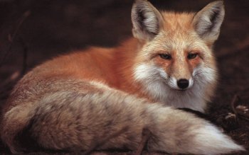 Fox Pfp