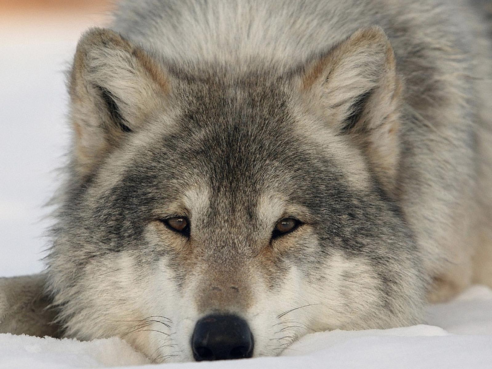 Majestic Wolf in HD: Stunning Animal Wallpaper Close-Up
