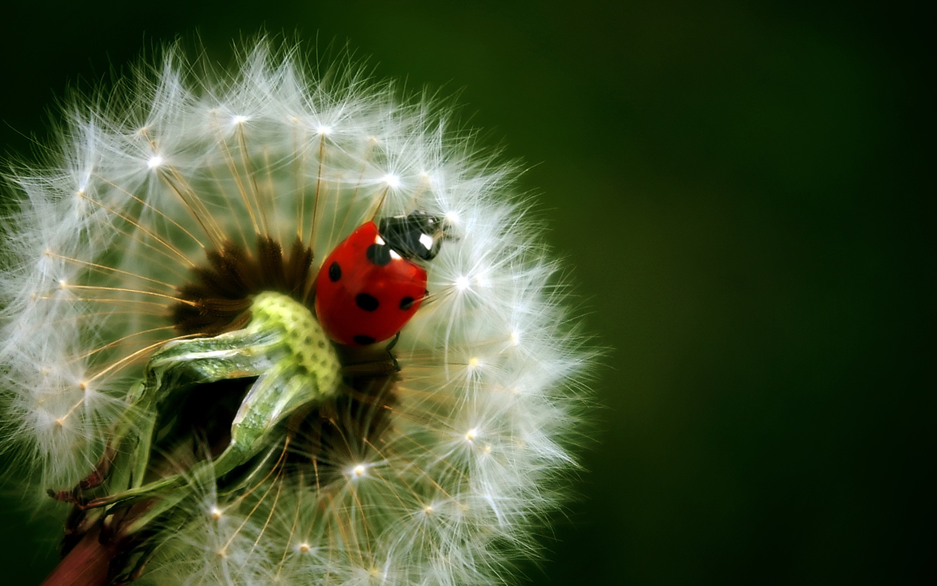 Download Animal Ladybug HD Wallpaper
