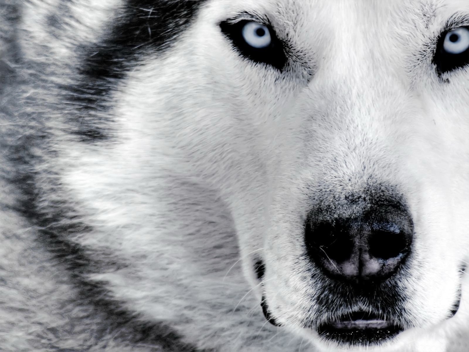 Majestic Husky Gaze HD Wallpaper