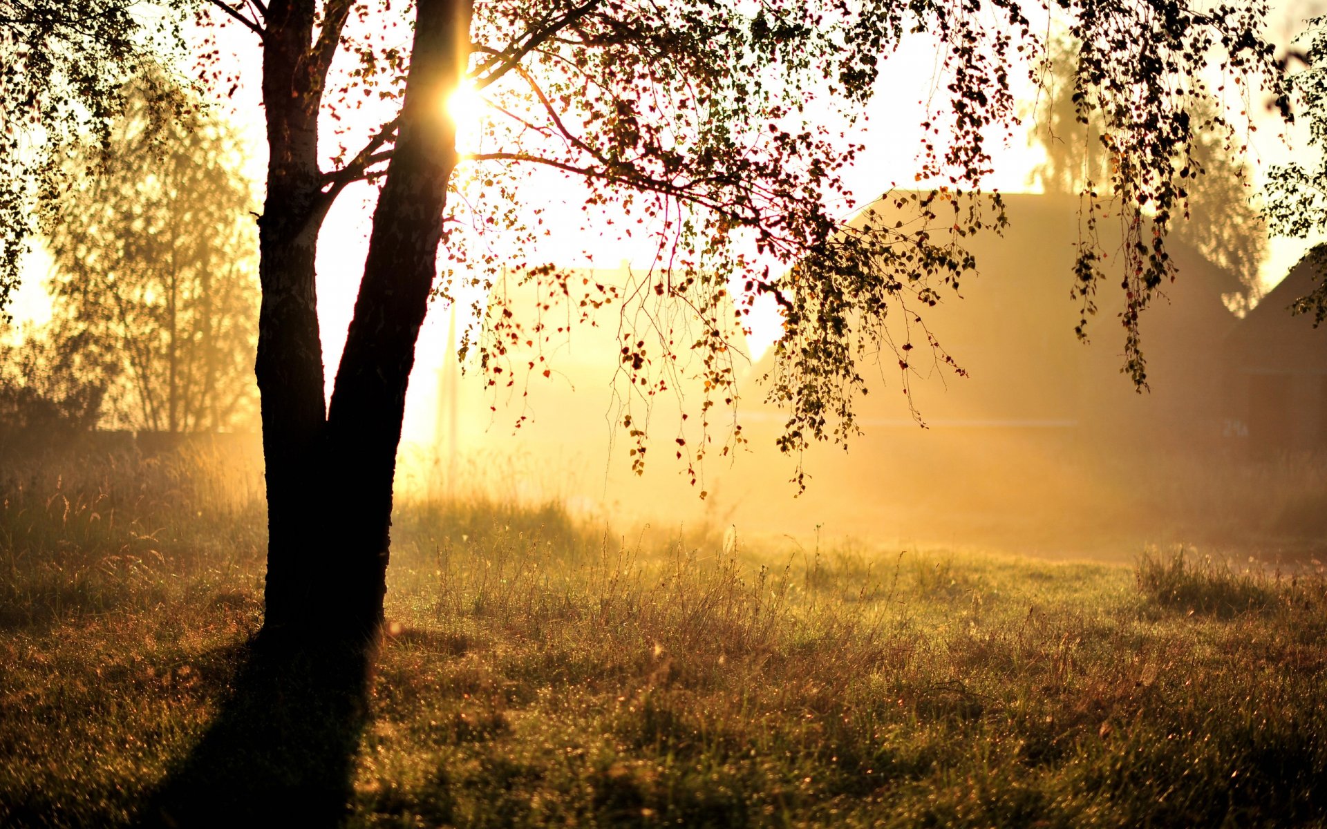 Download Nature Sunbeam HD Wallpaper