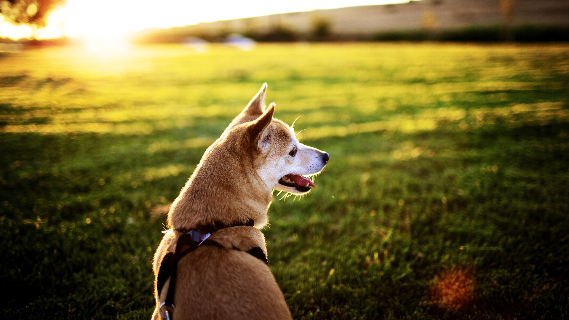 Download Animal Dog HD Wallpaper