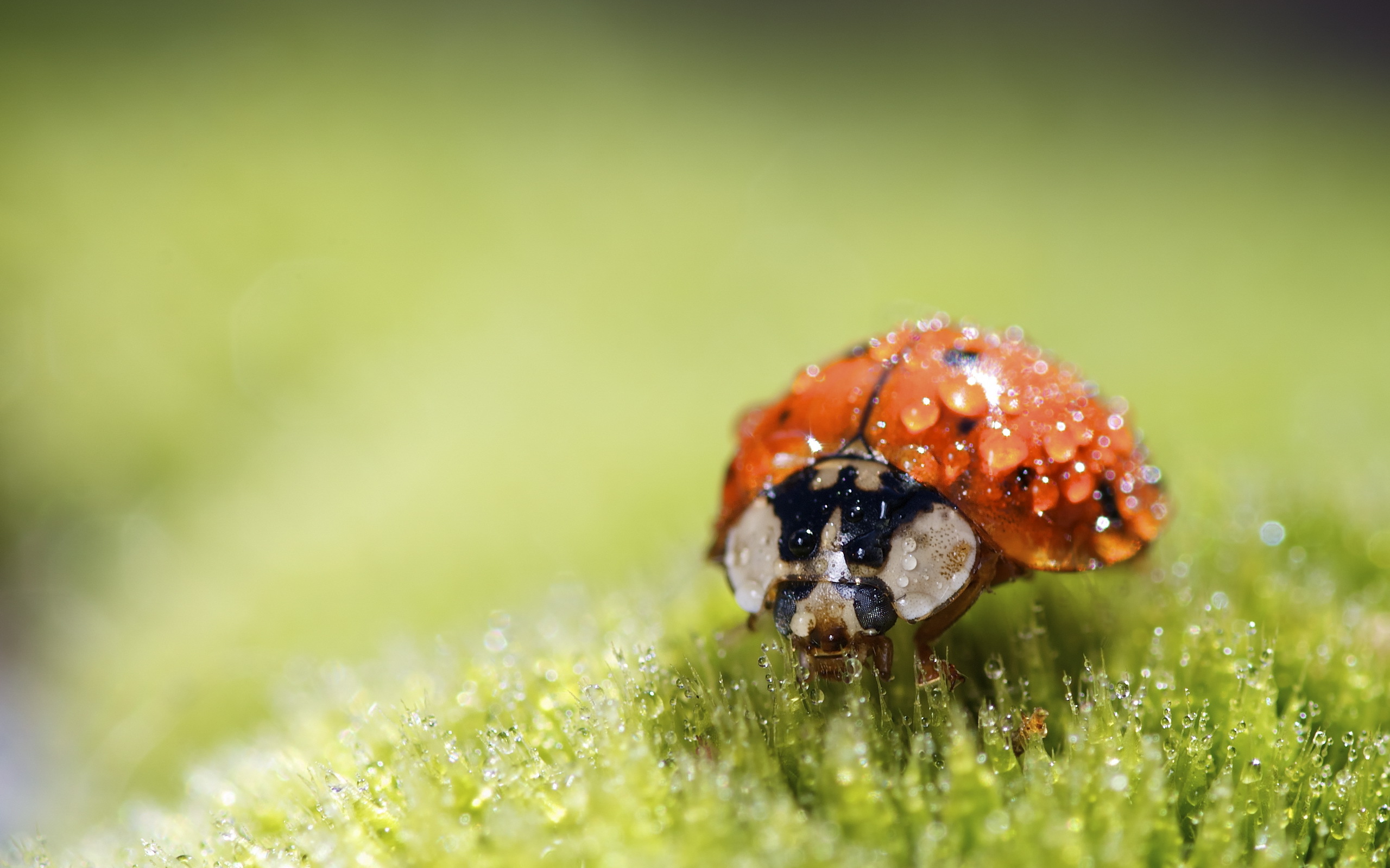 Ladybug HD Wallpaper
