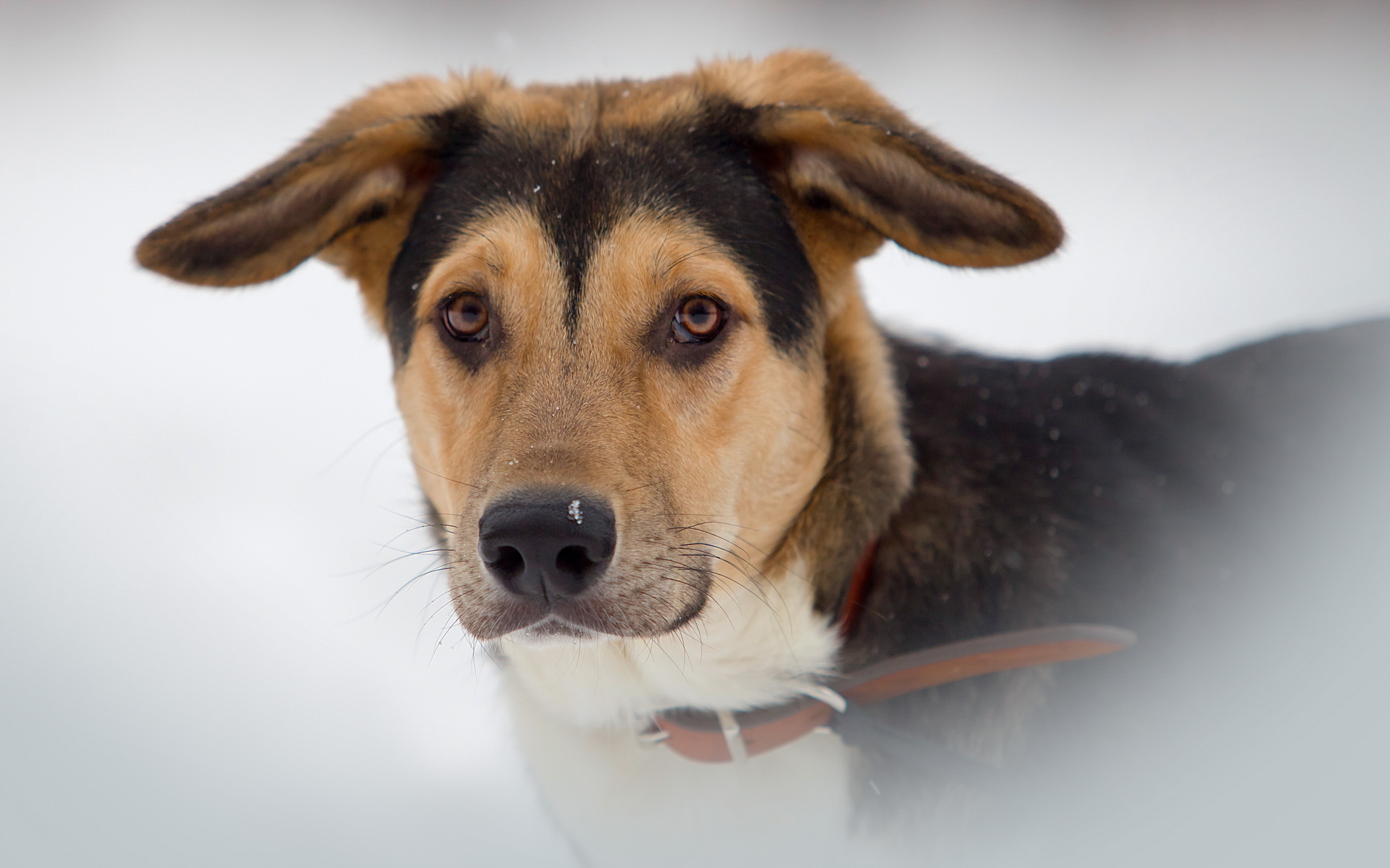 Download Animal Dog HD Wallpaper