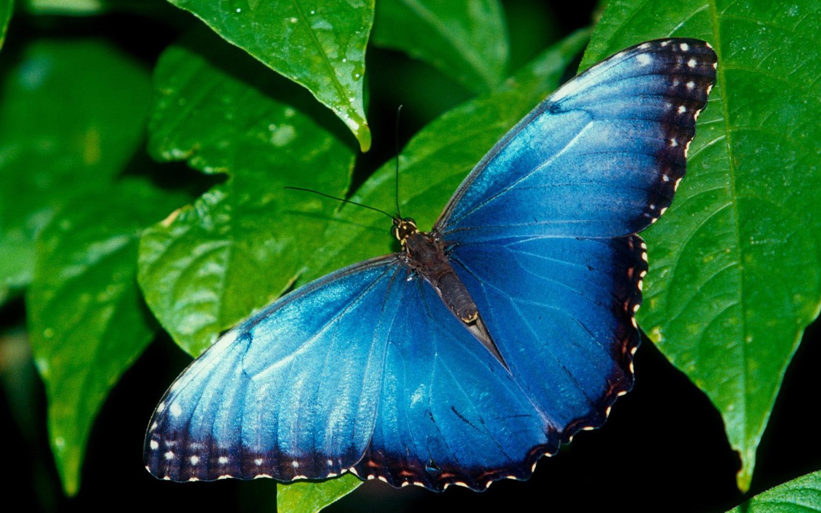Download Animal Butterfly Wallpaper | 1680x1050 | Wallpaper Abyss