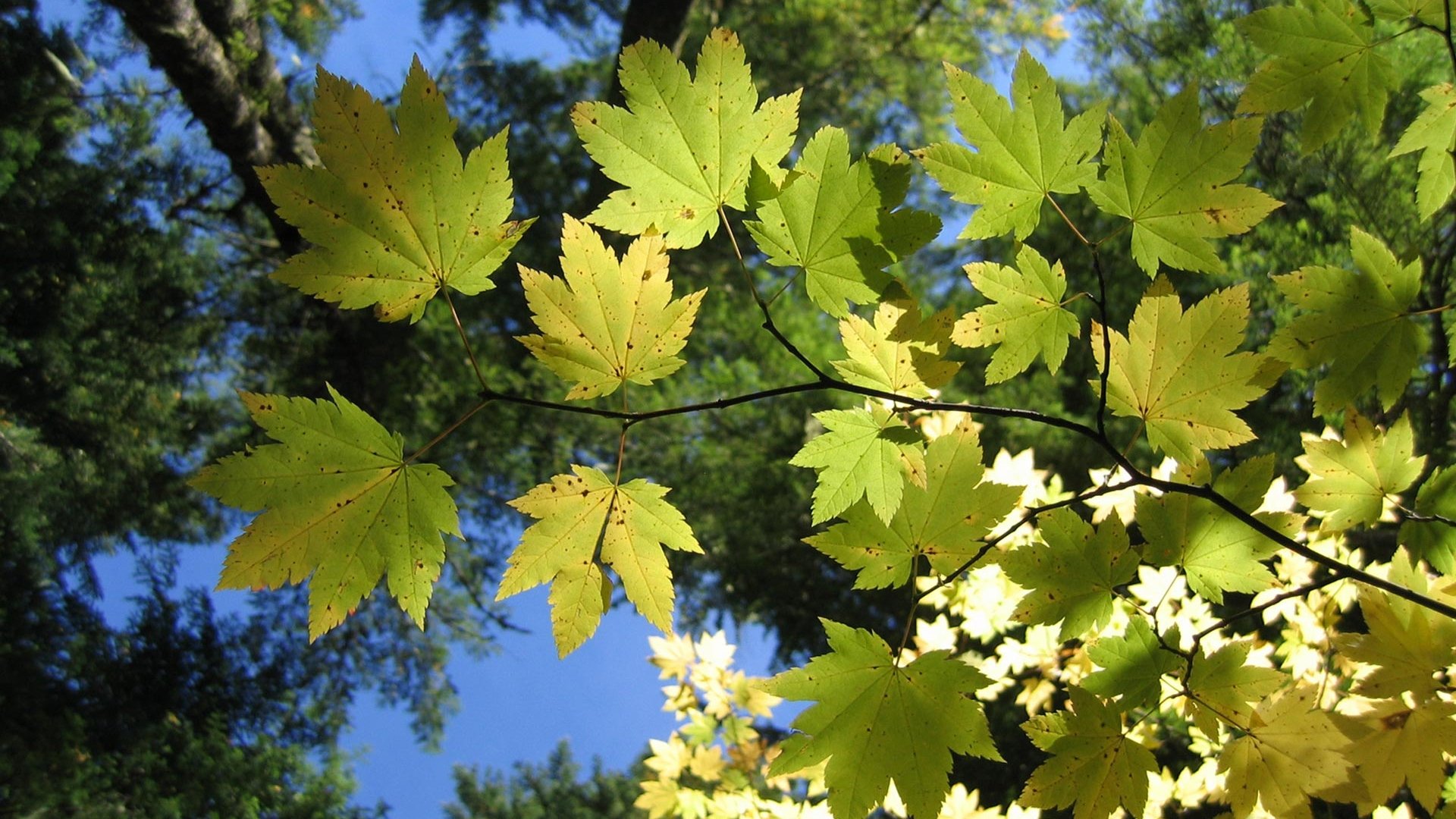 Download Nature Branch HD Wallpaper