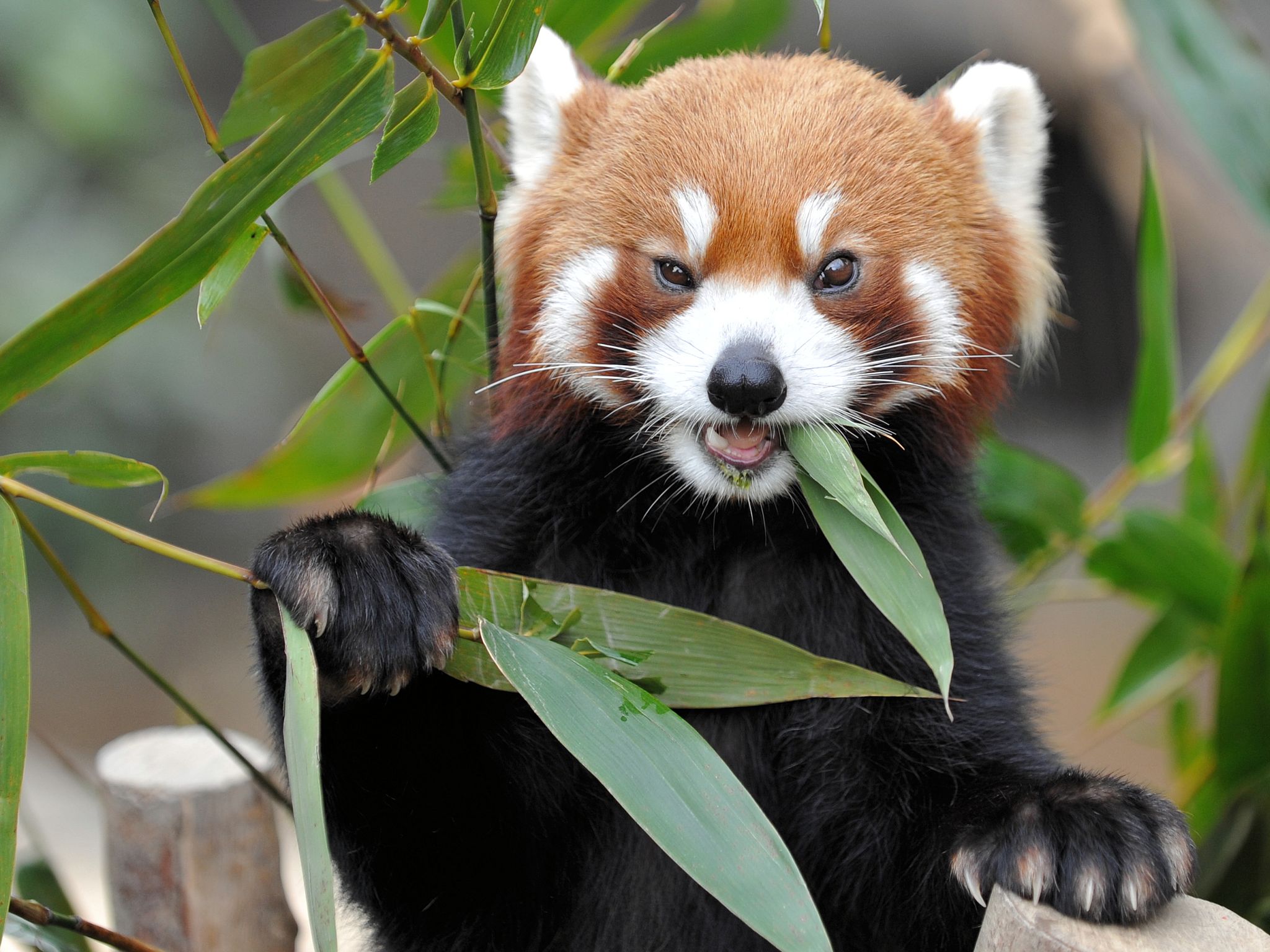 Red Panda HD Wallpaper