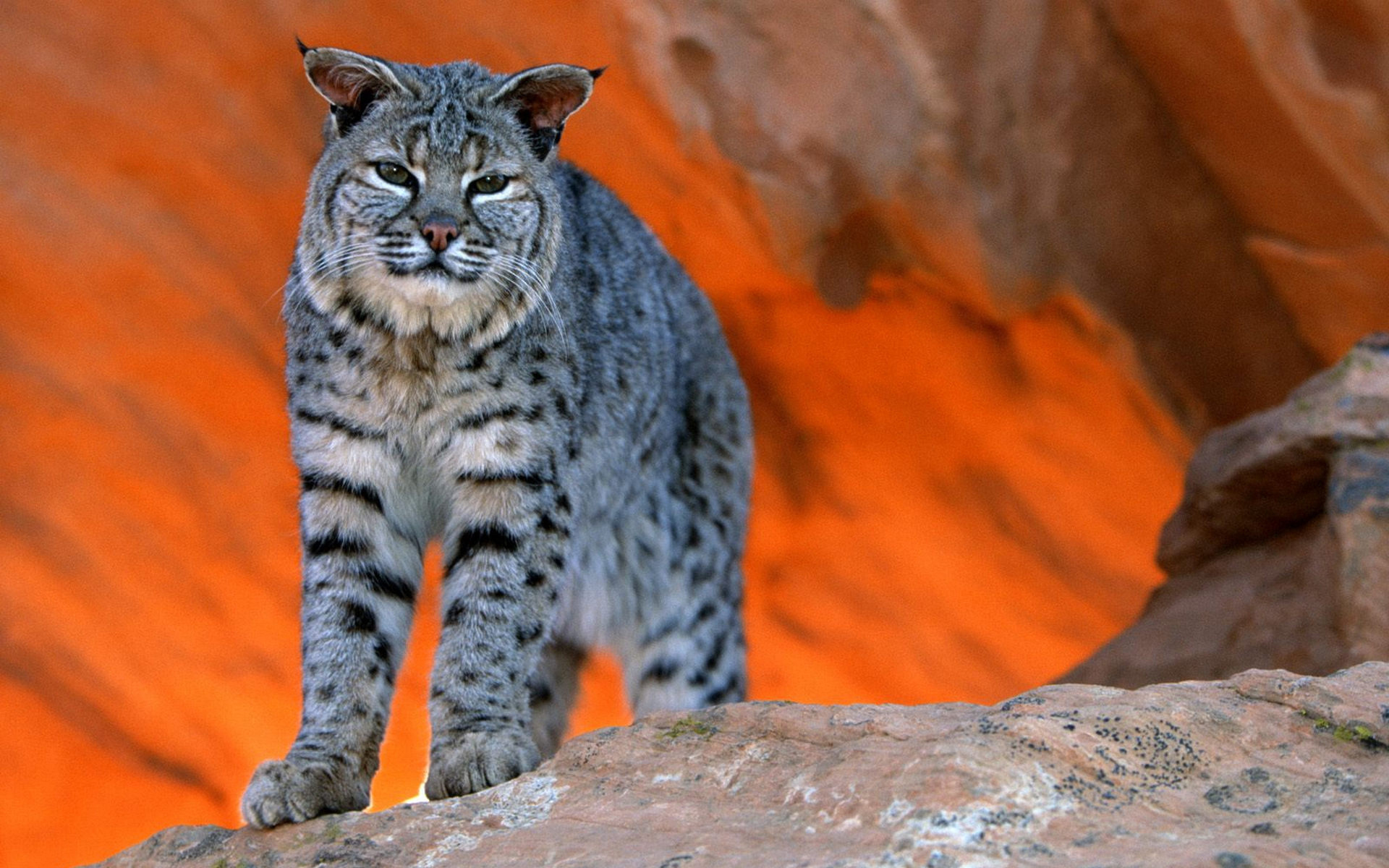 Download Animal Lynx HD Wallpaper