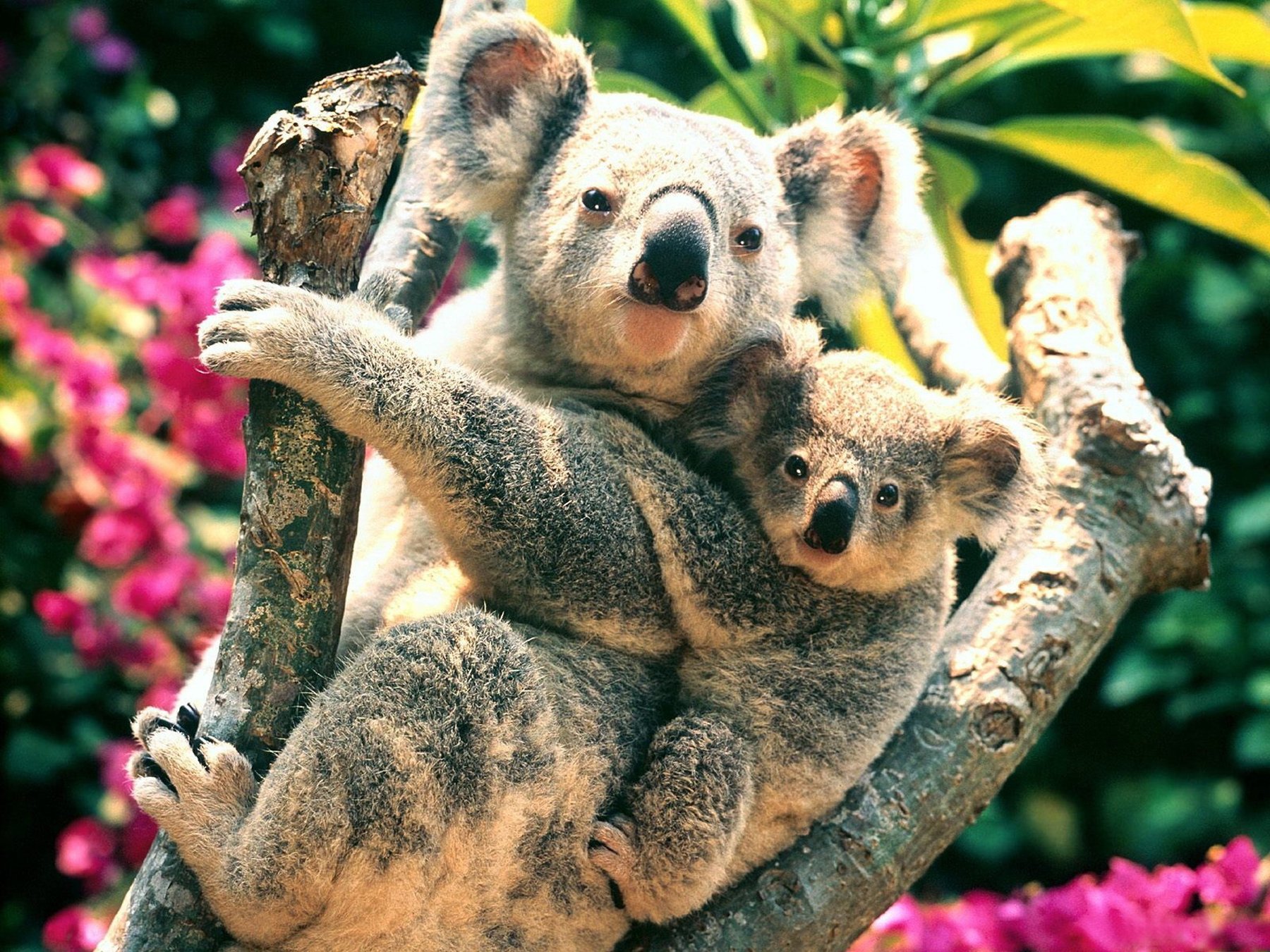 Download Animal Koala Wallpaper