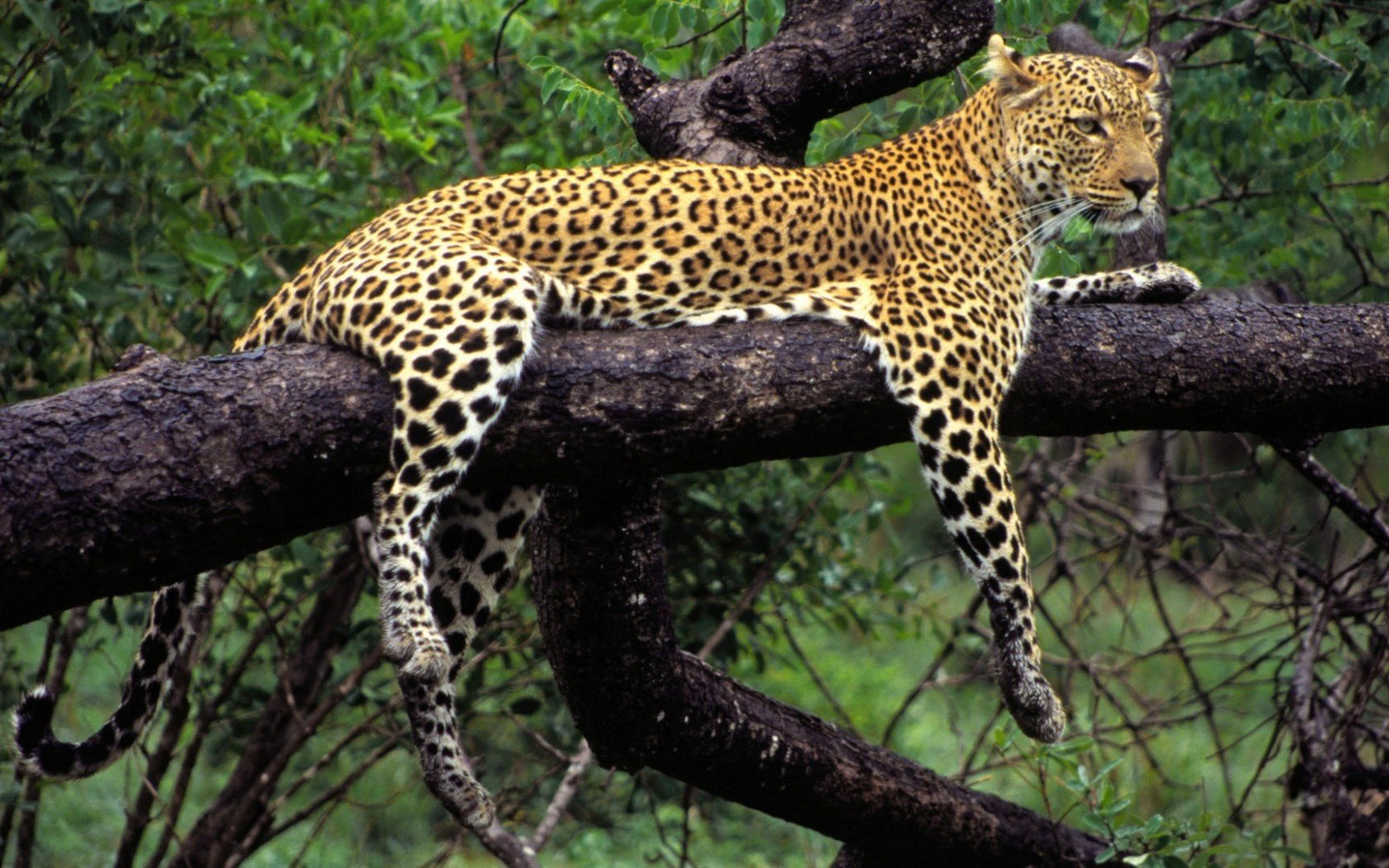 Majestic Leopard HD Wallpaper: Nature’s Sleek Predator in Rest
