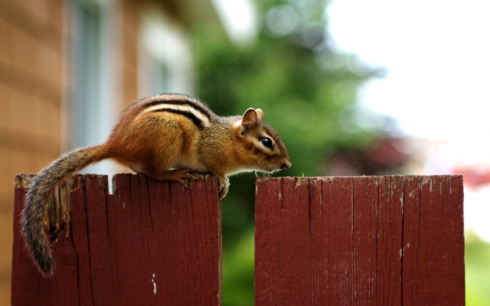 Download Animal Chipmunk Wallpaper