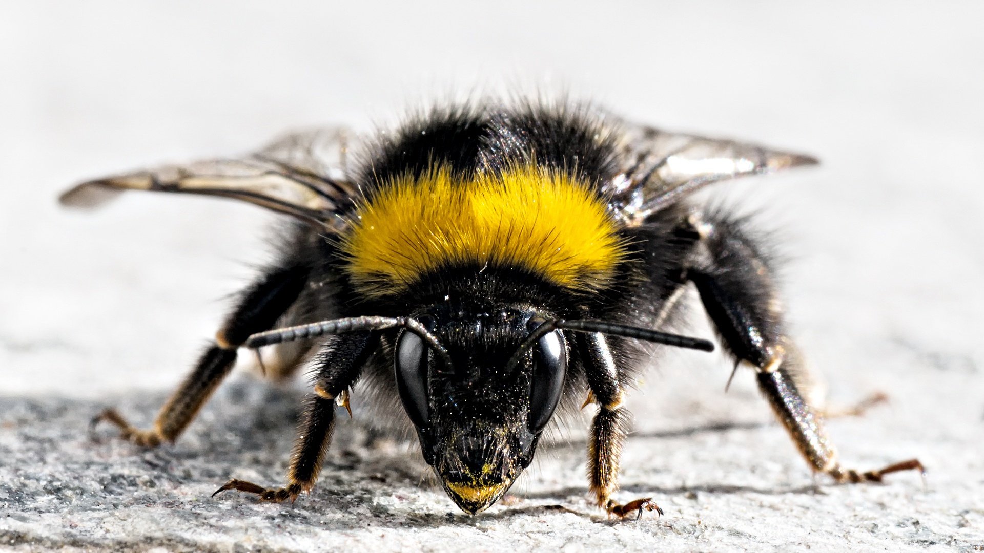 Download Animal Bee HD Wallpaper