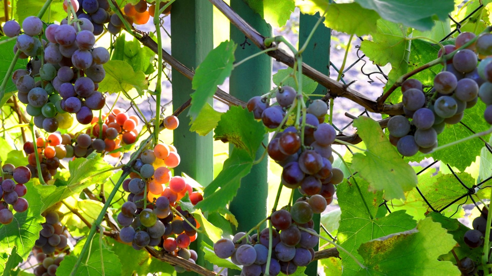 Vibrant Grapes in Sunlit Vineyard - HD Food Wallpaper | 1920x1080 ...