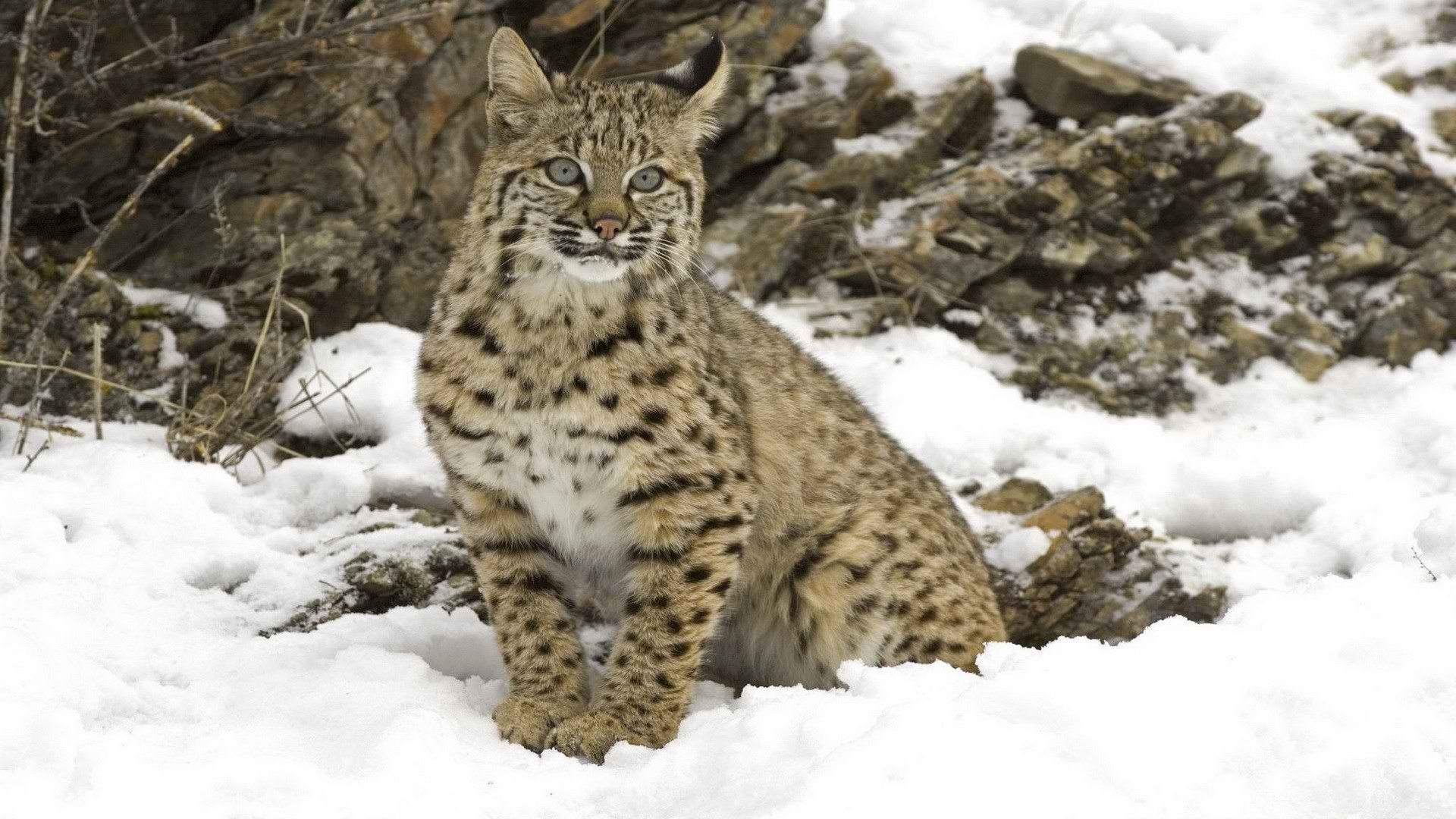 Download Animal Lynx HD Wallpaper