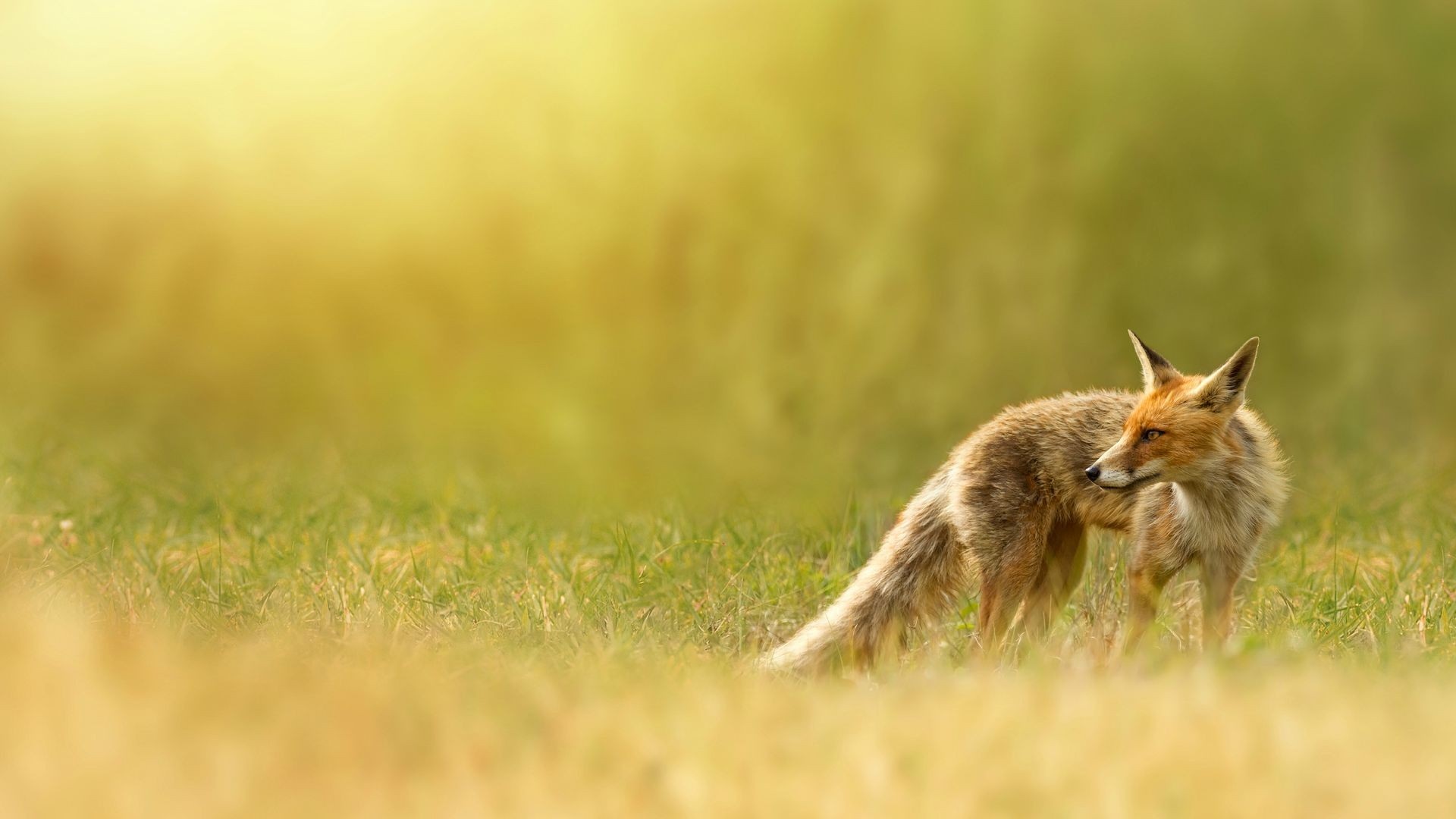 Animal Fox HD Wallpaper