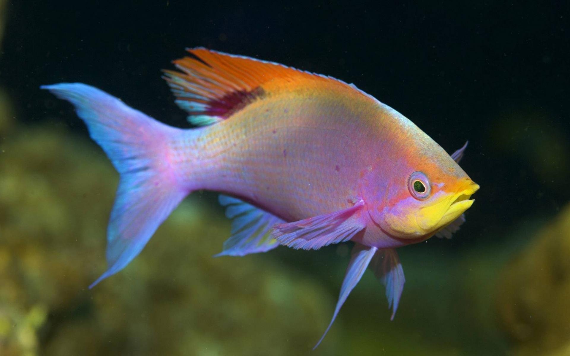 Download Animal Fish HD Wallpaper