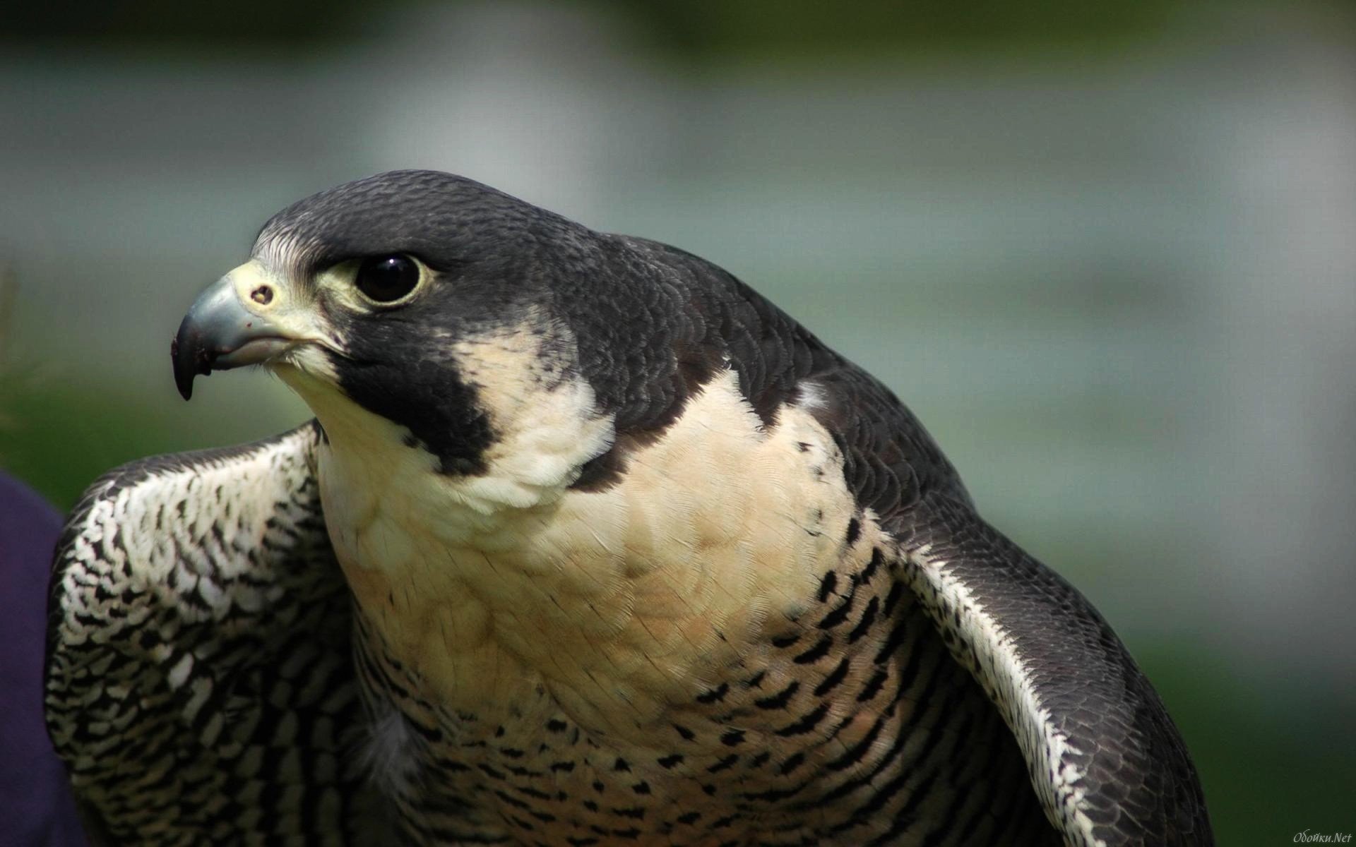 Download Animal Falcon HD Wallpaper