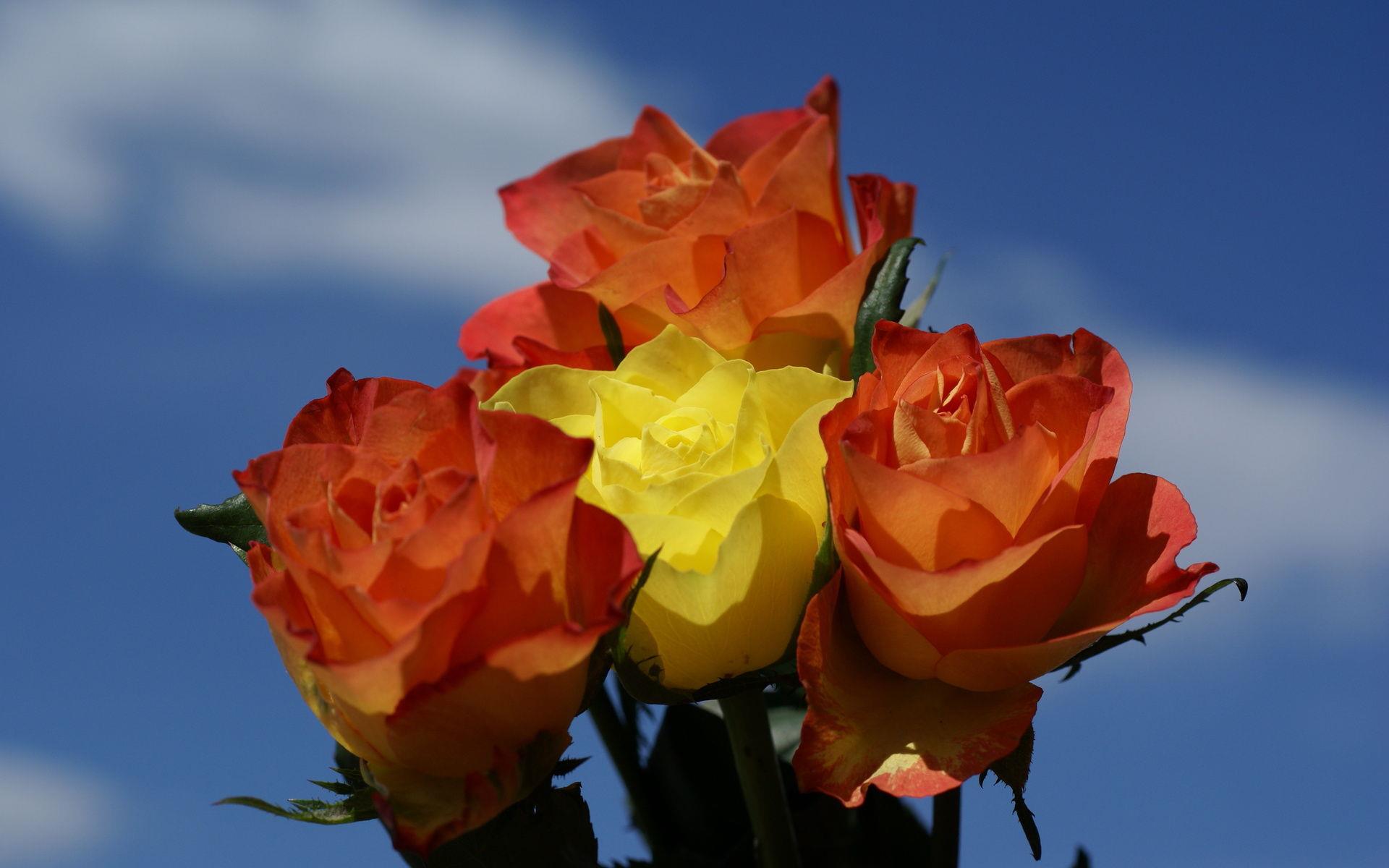 Download Nature Rose HD Wallpaper