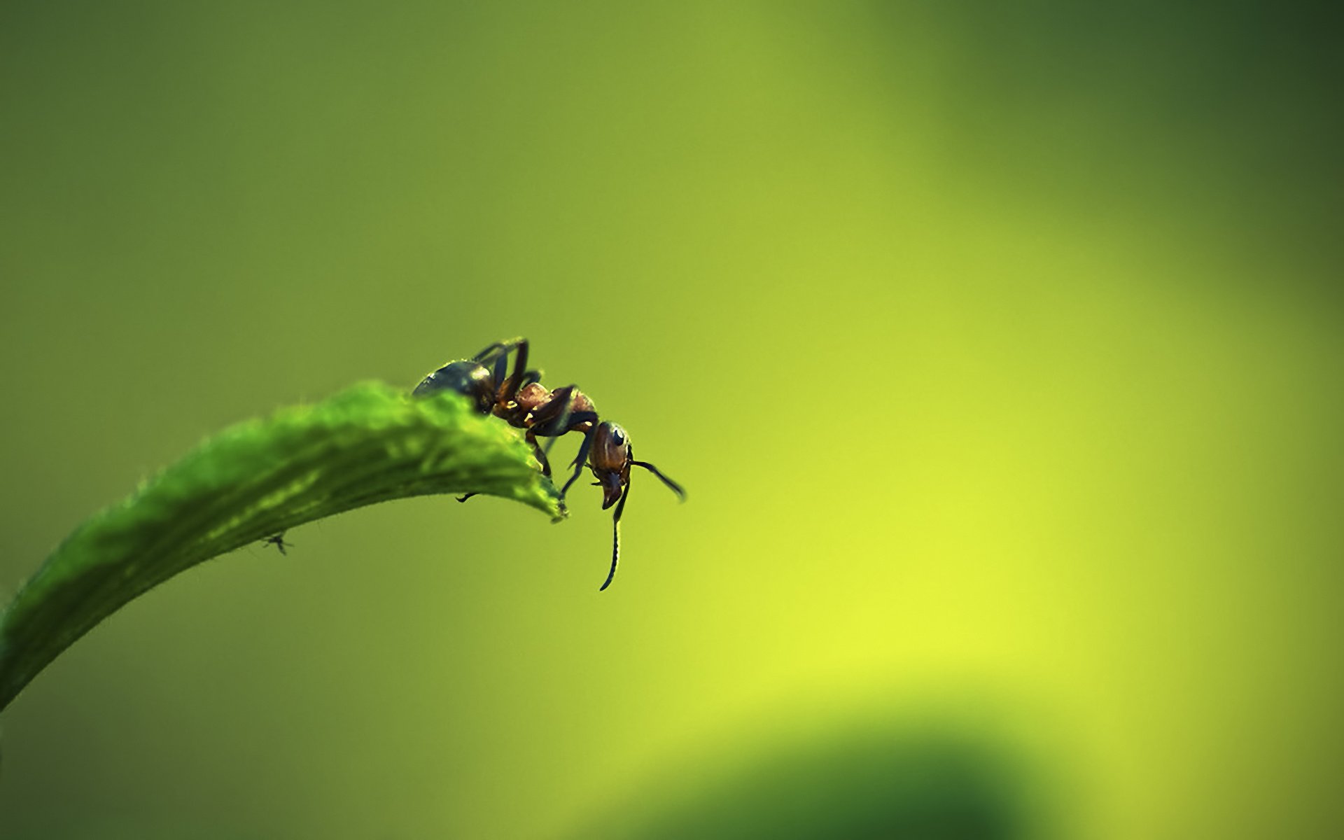 Download Animal Ant HD Wallpaper