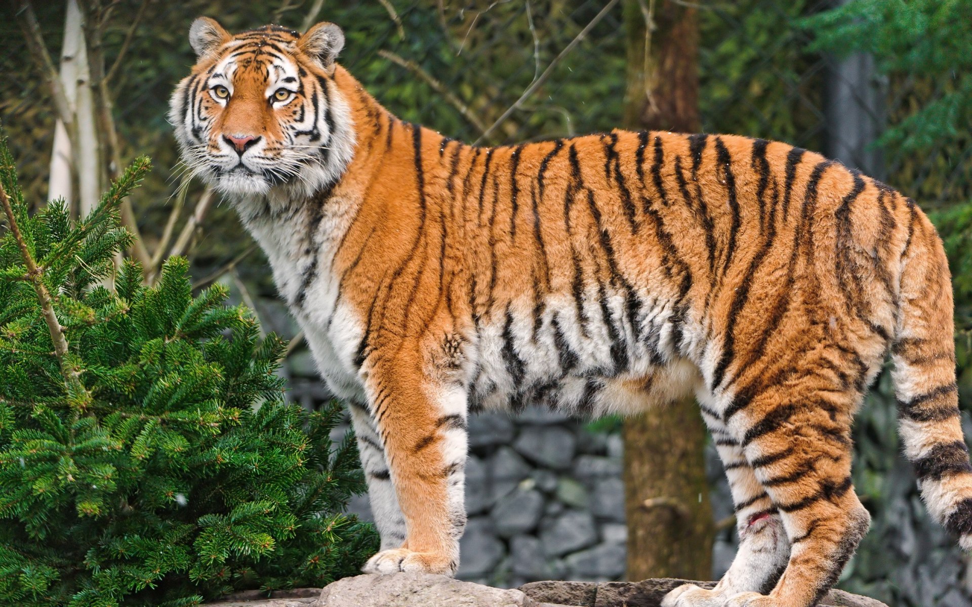 Download Animal Tiger HD Wallpaper | 2560x1600 | Wallpaper Abyss