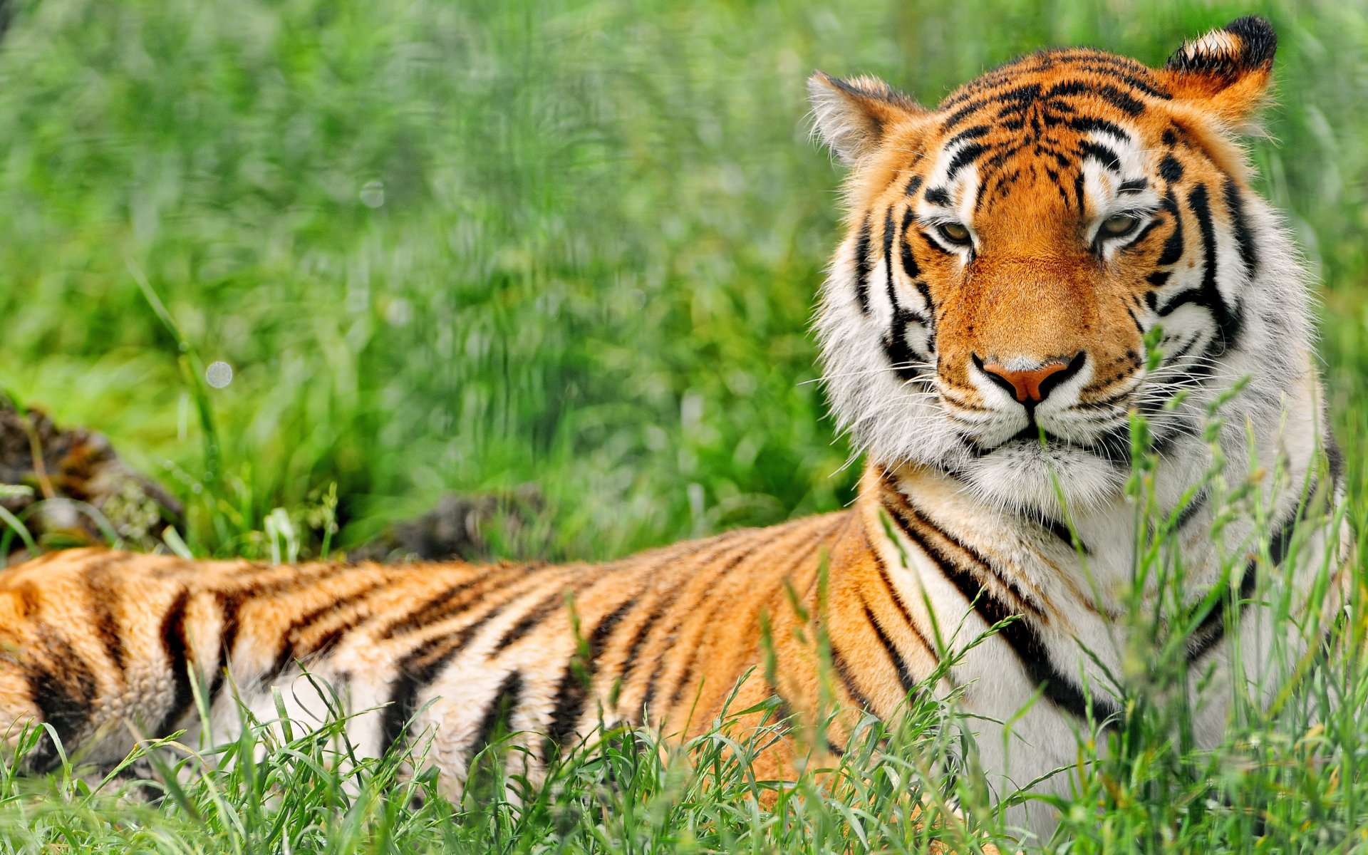 Majestic Tiger in 4K Ultra HD: Nature’s Fierce Beauty Captured