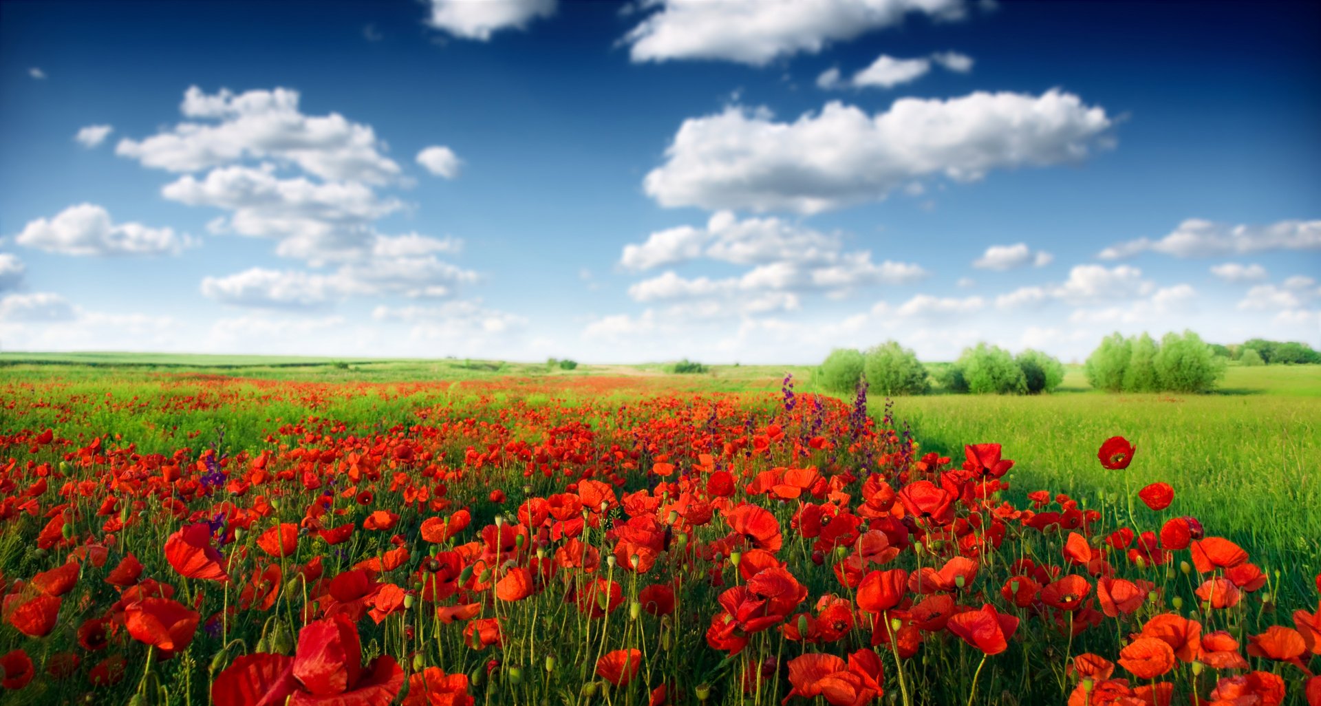 4K Ultra HD Poppy Field: Nature’s Vibrant Bloom Under Clear Blue Skies