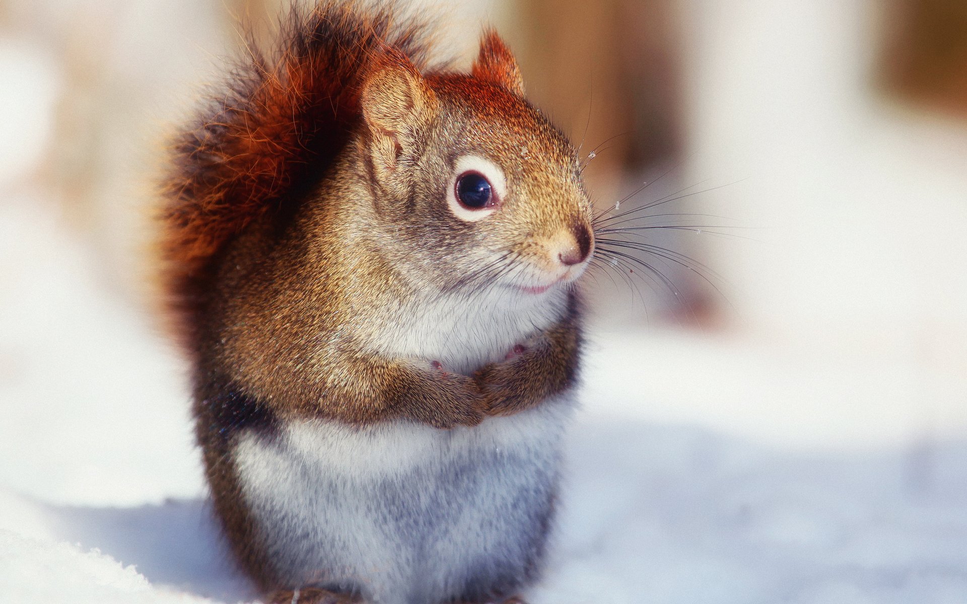 Download Animal Squirrel HD Wallpaper