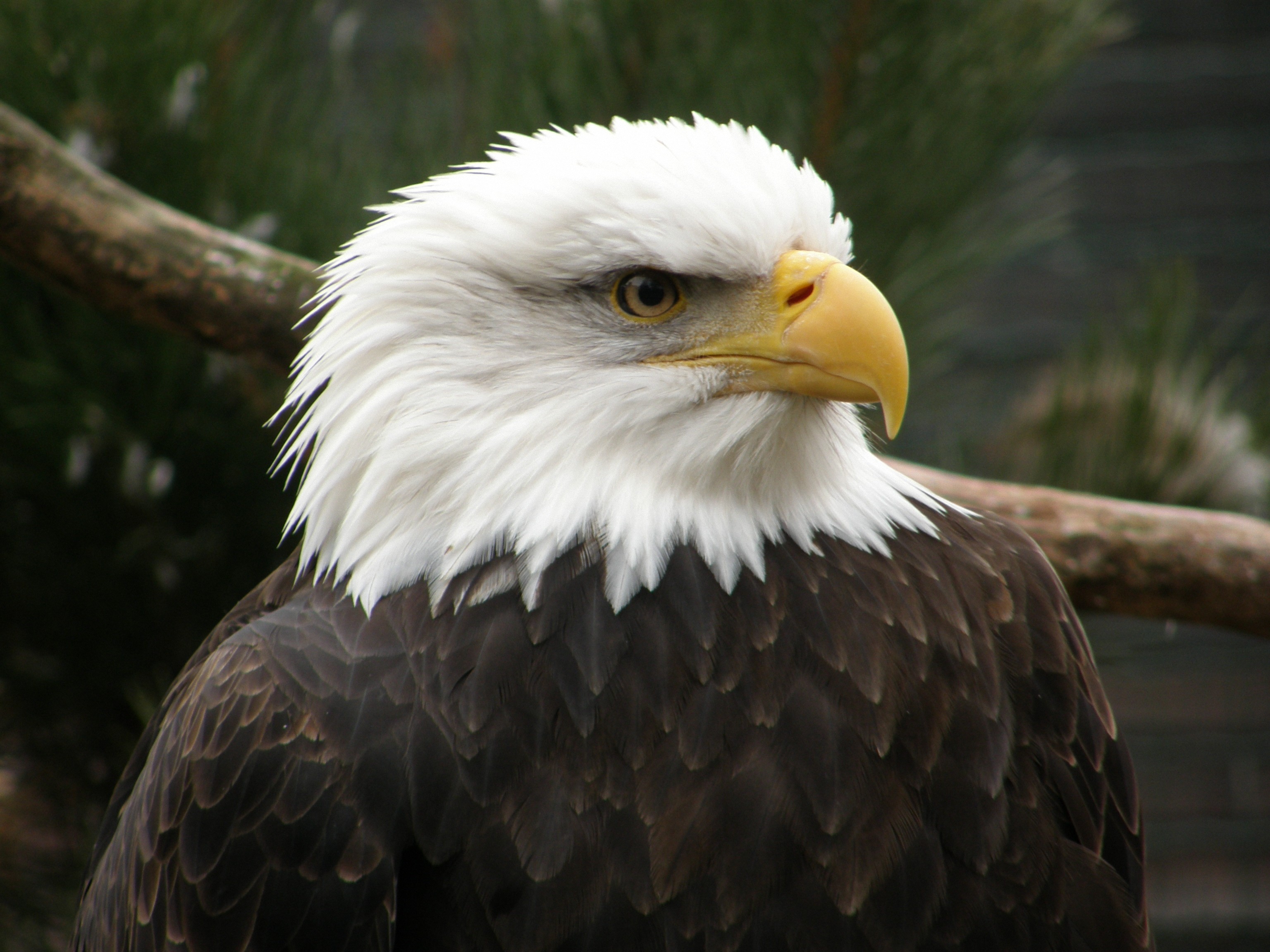 White Bald Eagle Wallpaper