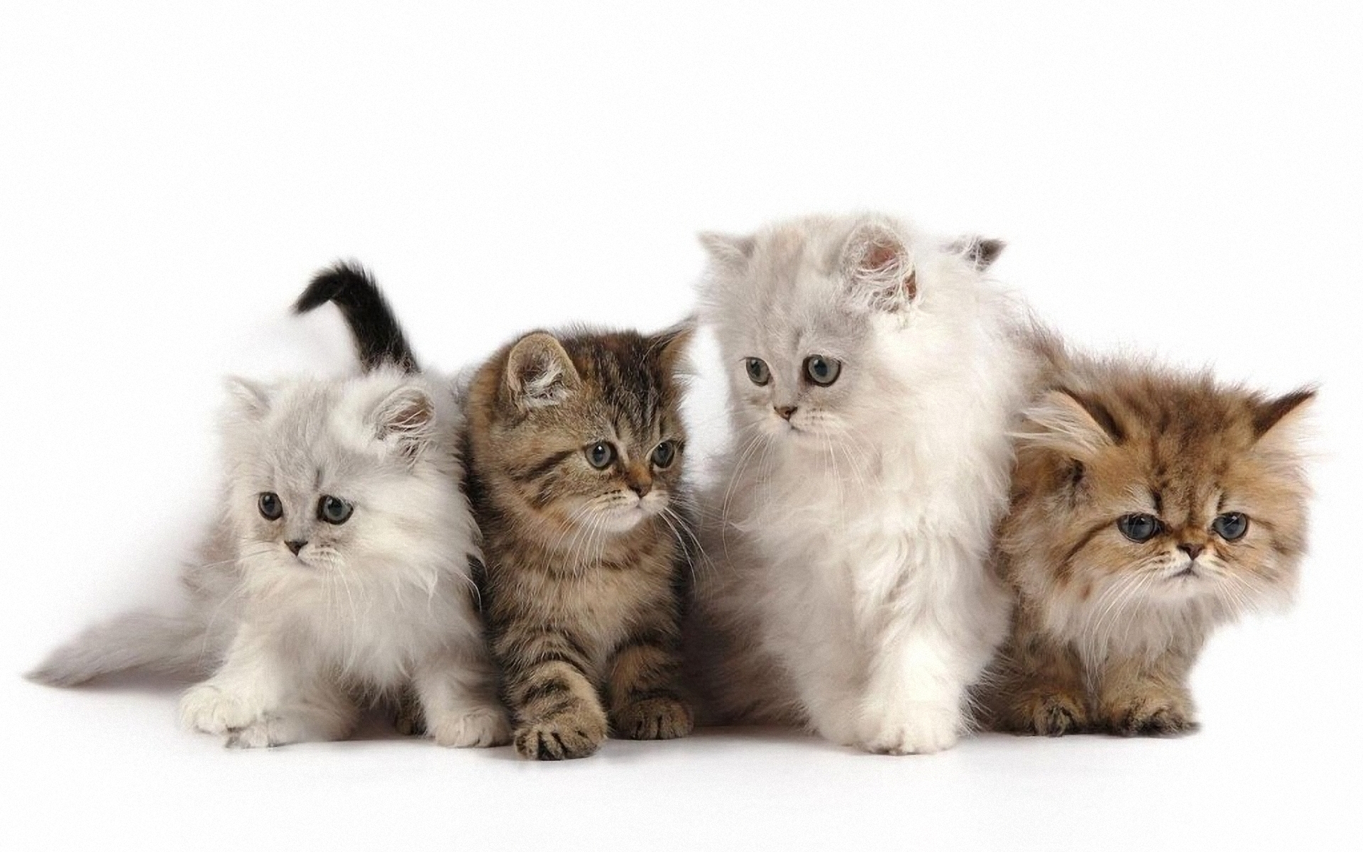 Adorable Cats HD Wallpaper