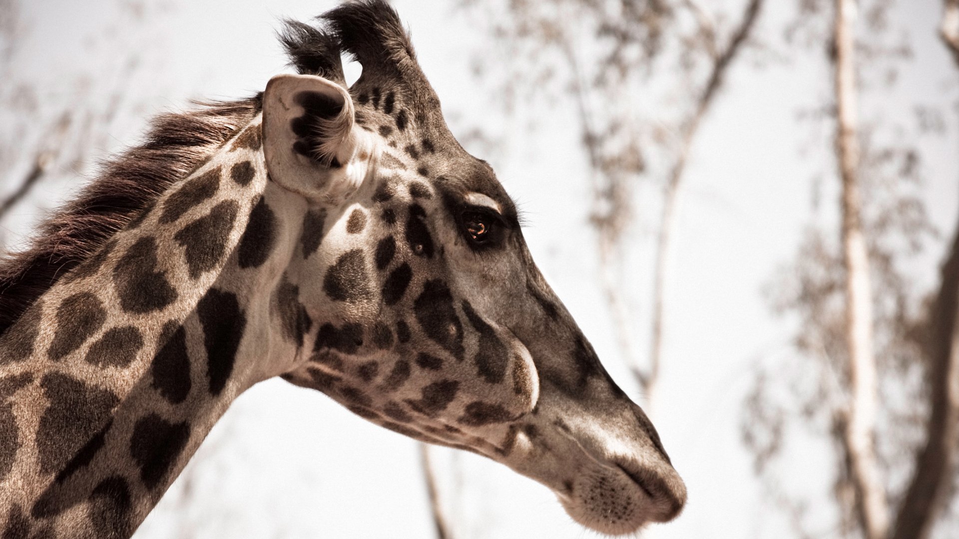 Download Animal Giraffe HD Wallpaper